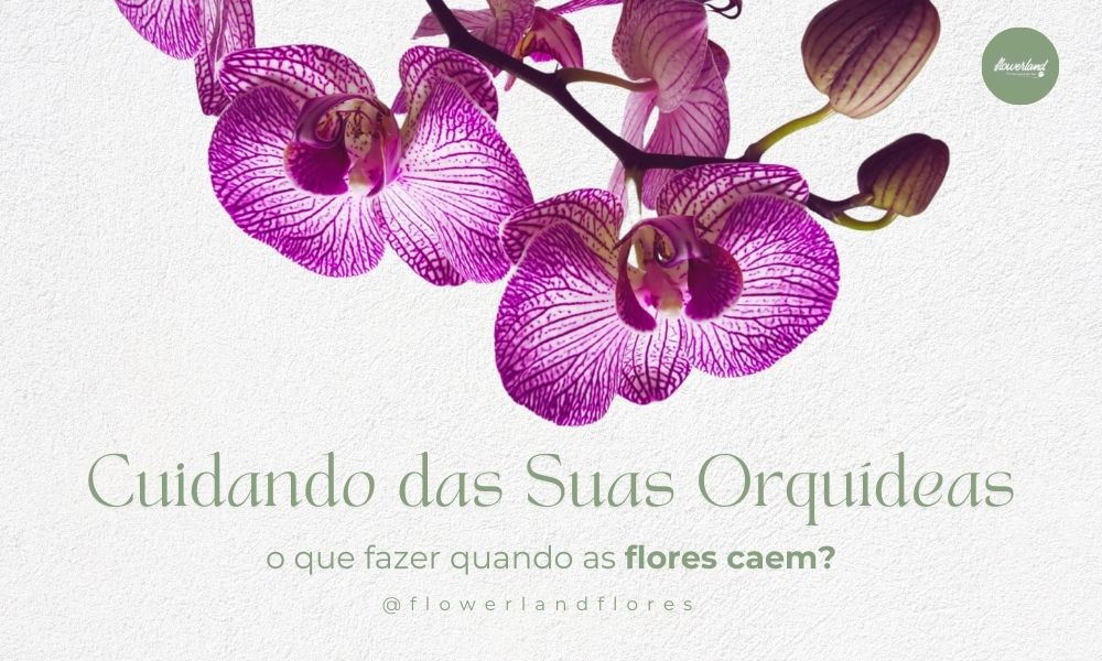 Cuidando das Suas Orquídeas: O Que Fazer Quando as Flores Caem ...